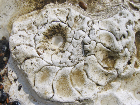 How Fossils Are Created & Used In Our Daily Routines